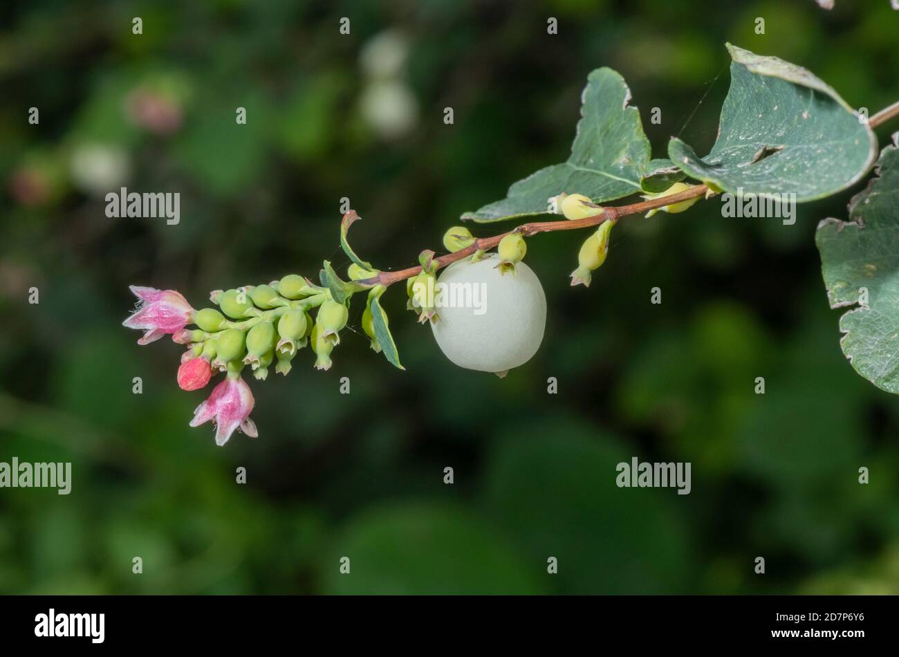Common Snowberry, Symphoricarpus albus, in flower and fruit ...