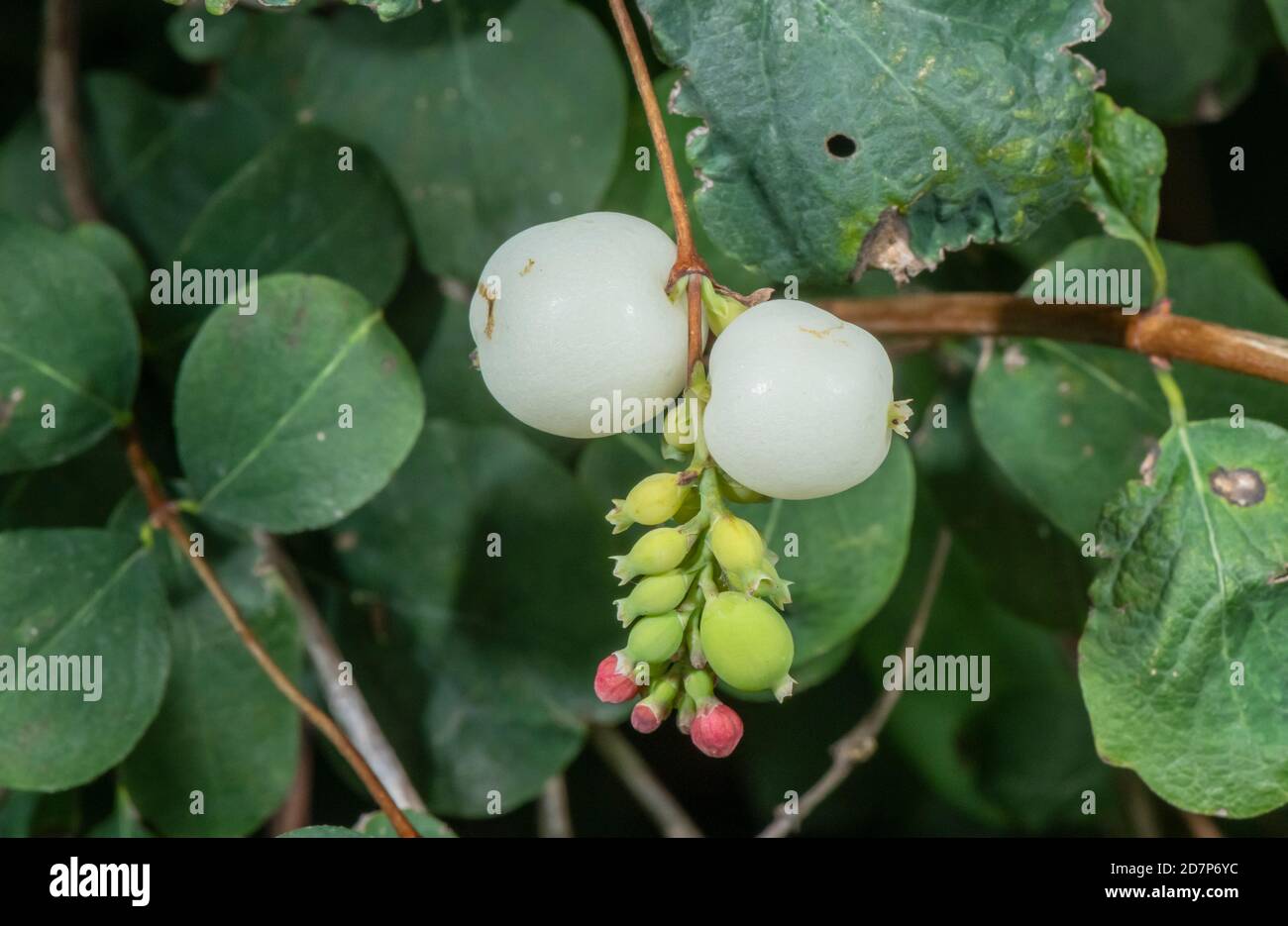 Common Snowberry, Symphoricarpus albus, in flower and fruit ...