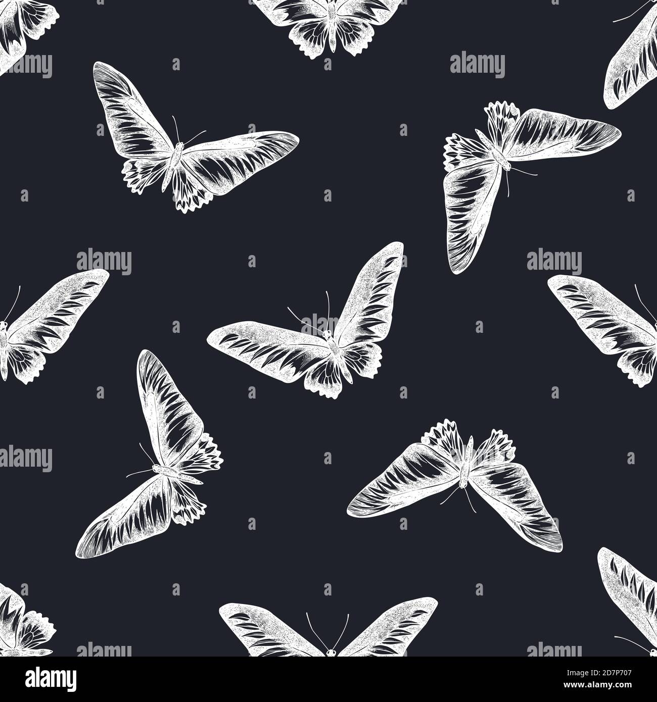 Brookes birdwing butterfly Stock Vector Images - Alamy