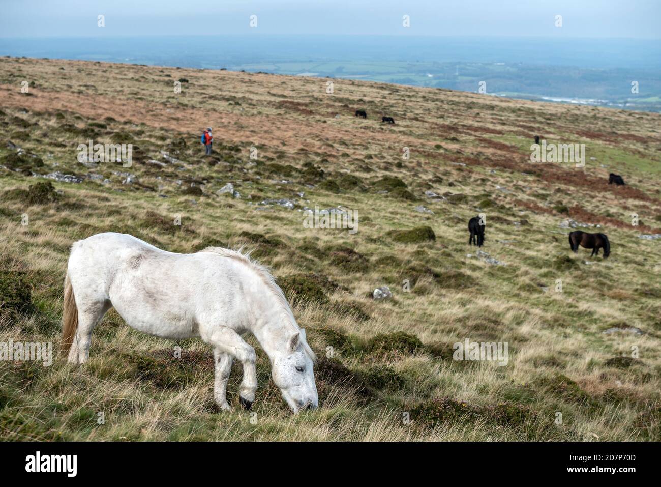 Cosdon Beacon on Dartmoor in Devon Stock Photo - Alamy