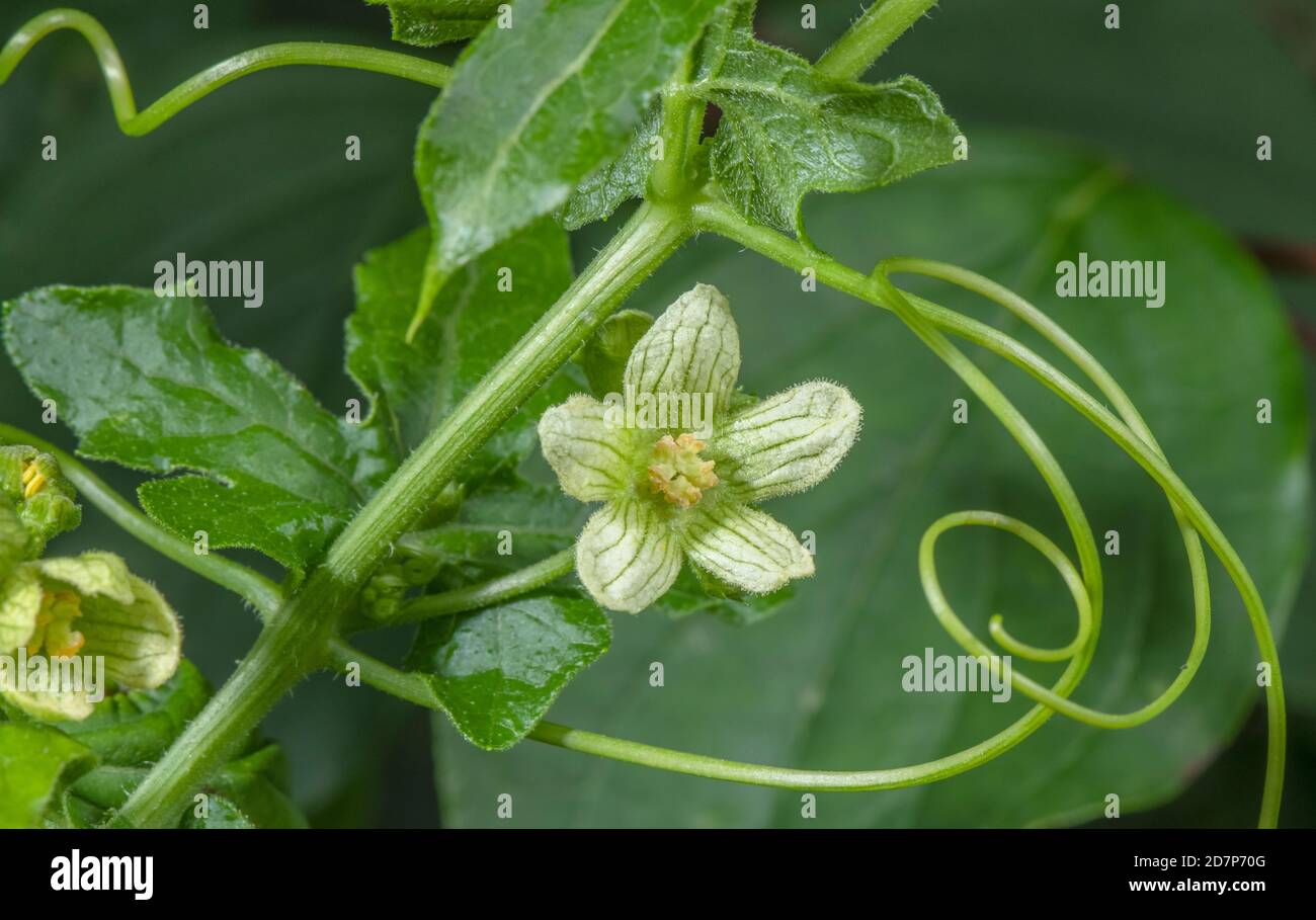 Bryonia dioica cucurbitaceae hi-res stock photography and images - Alamy