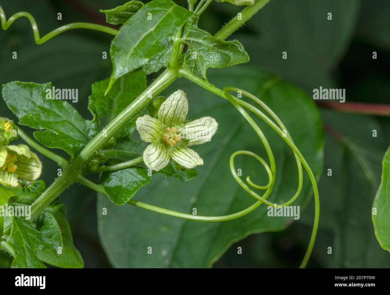 White bryony, Bryonia dioica, in flower, with tendrils, in hedgerow ...