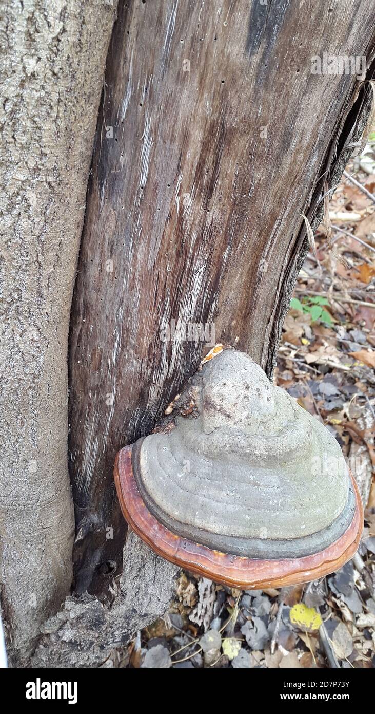 Parasitic fungus. Mushroom. Parasite mushroom on a tree trunk Stock ...