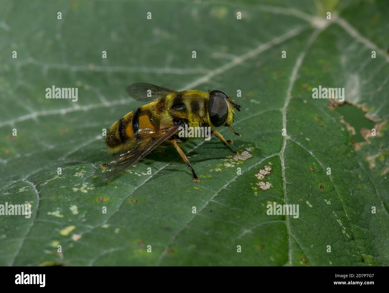 Batman Hoverfly, Myathropa florea, settled on leaf in the sun Stock ...