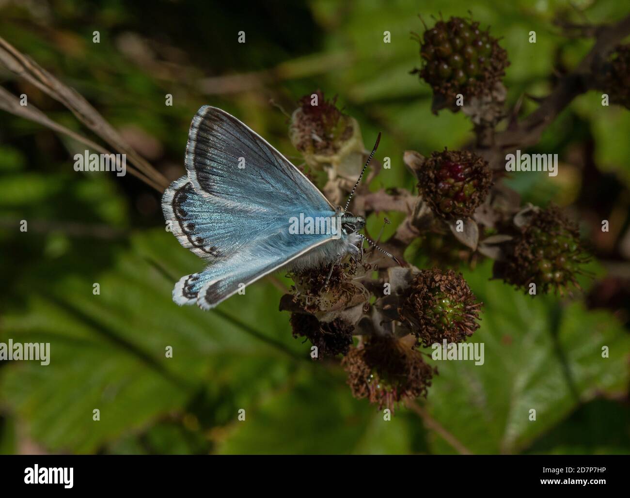 Chalk hill blue butterflies hi-res stock photography and images - Alamy