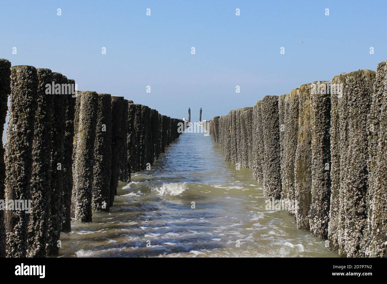 two rows of breakwaters with water in between in scheldt river at the ...