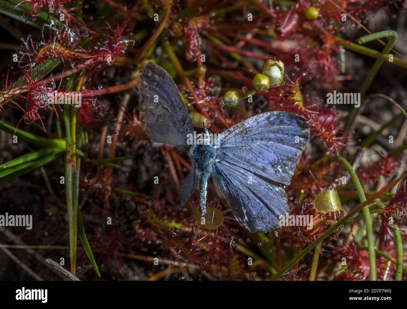 Holly blue, Celastrina argiolus, butterfly trapped on Oblong-leaved ...