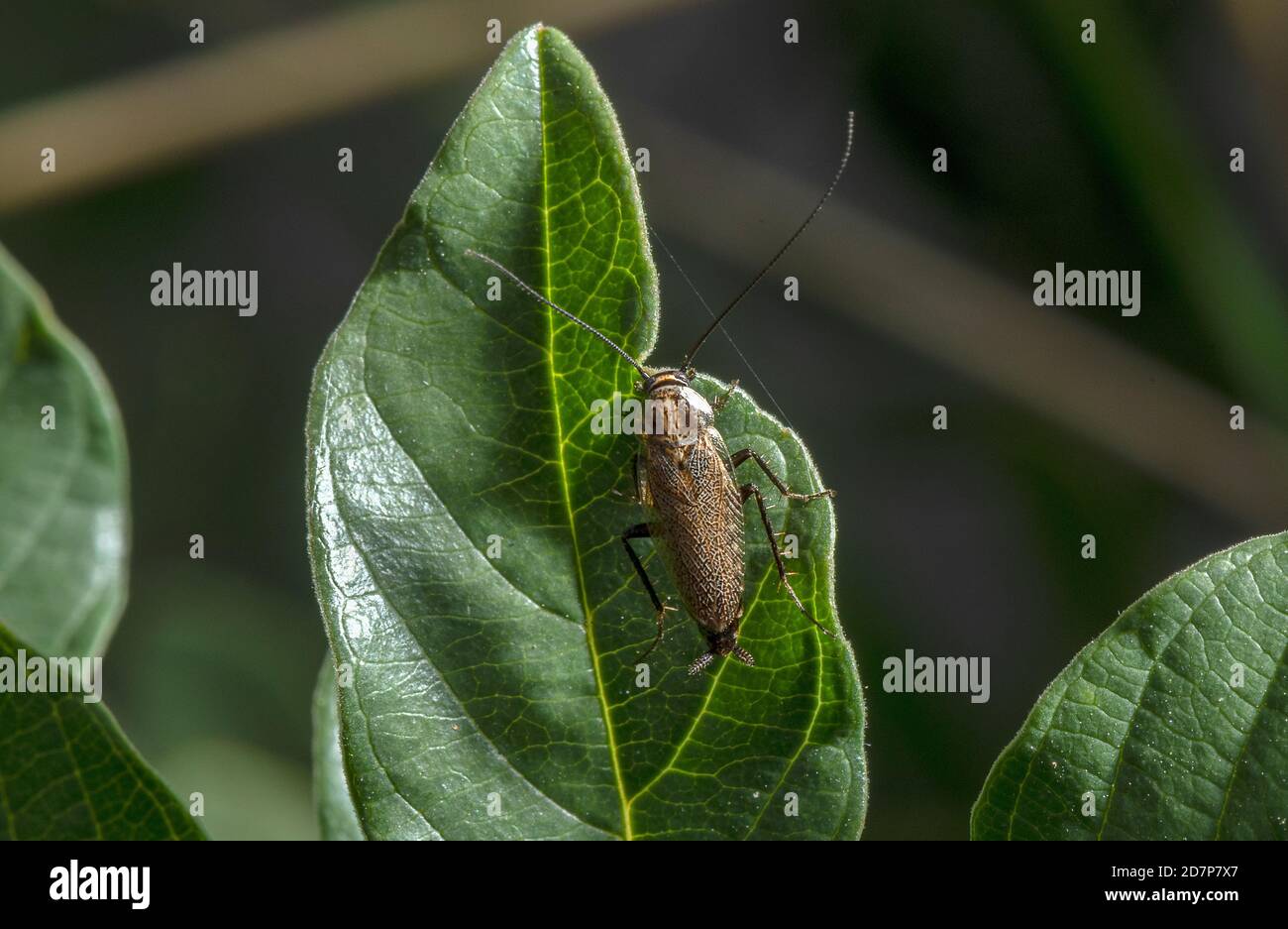 Male Lesser Cockroach, Ectobius panzeri, on Alder Buckthorn branch by ...