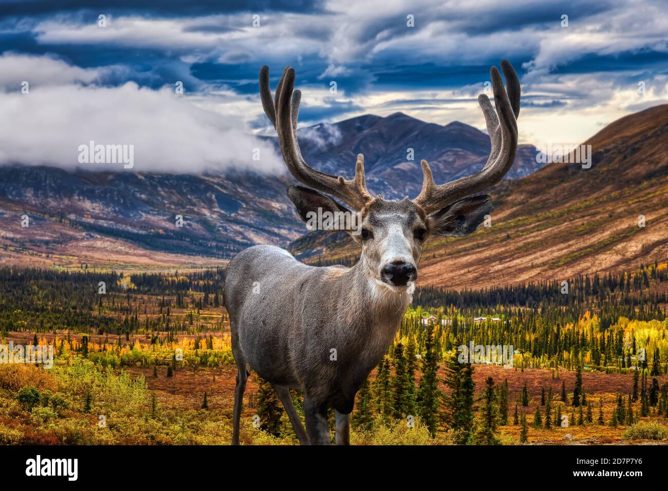 Canadian deer head hi-res stock photography and images - Alamy
