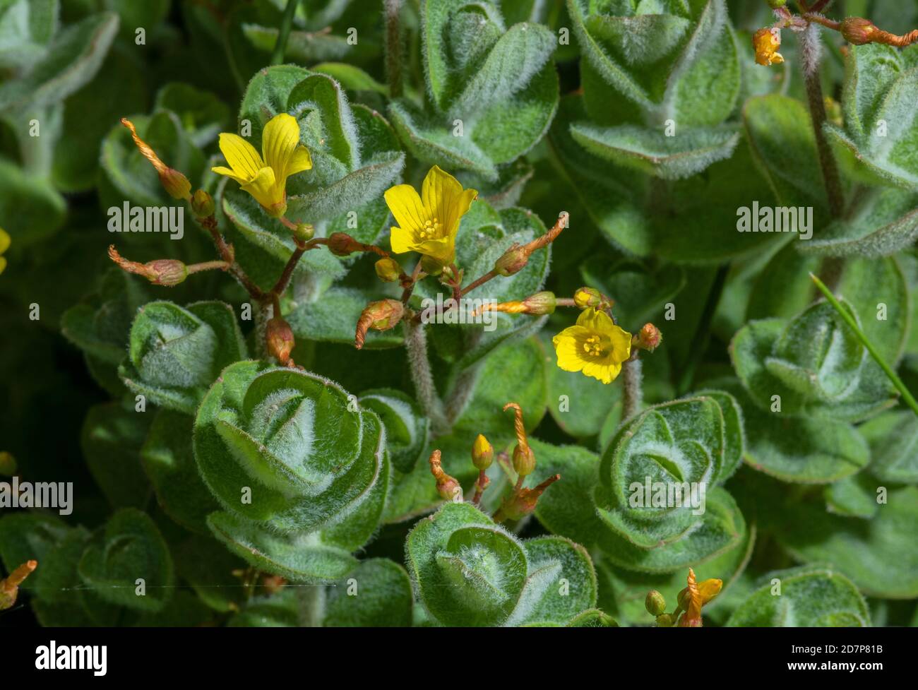 New hampshire wildflowers hi-res stock photography and images - Alamy