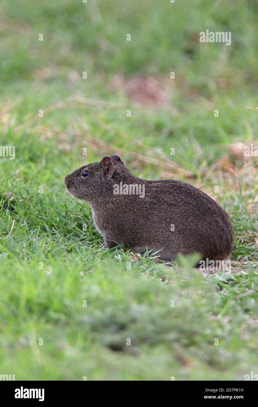 Yellow-toothed Cavy (Galea musteloides) adult on short grass on Pampas ...