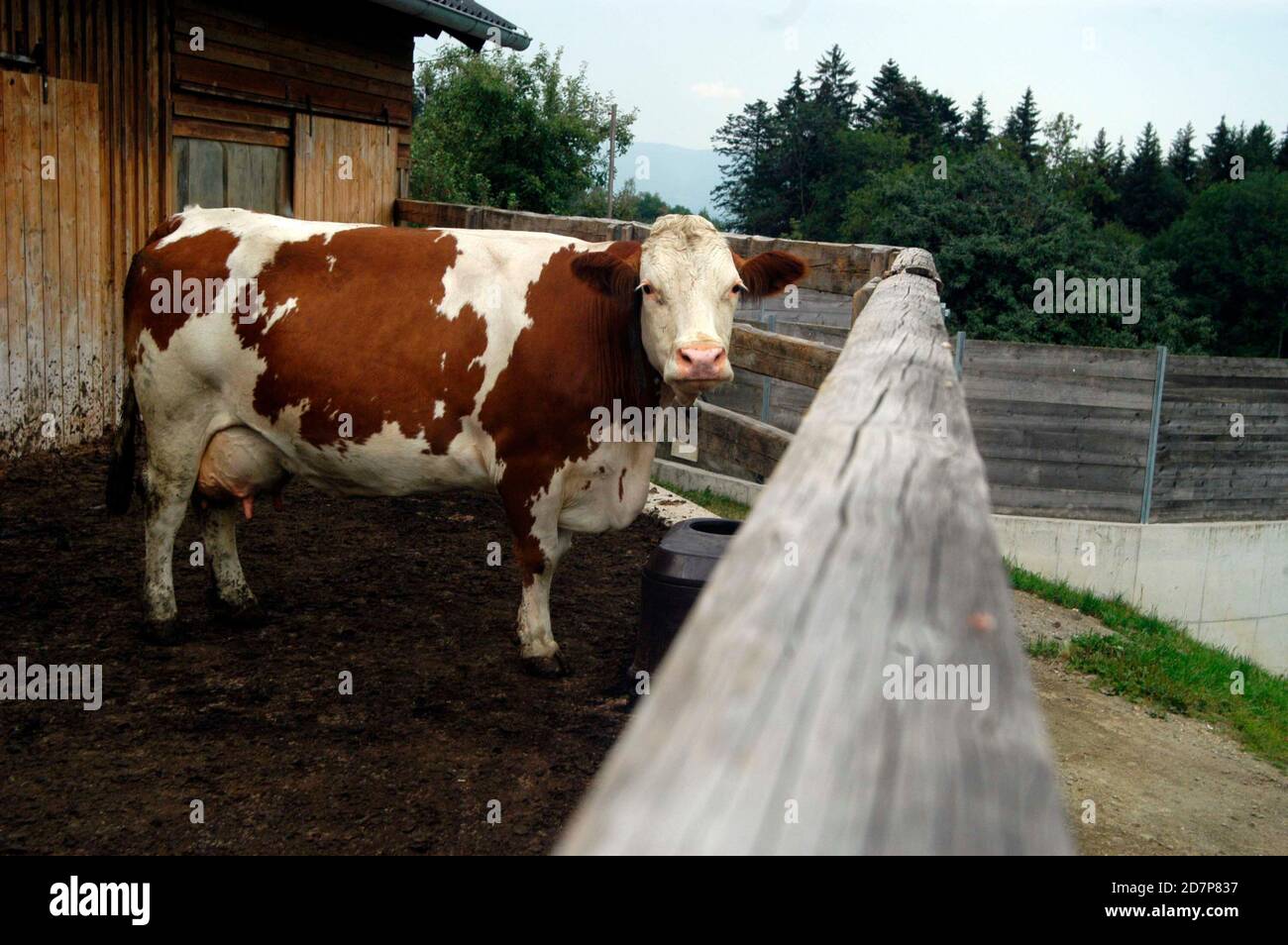 cow shed outlet in the alps with brown white cow Stock Photo - Alamy