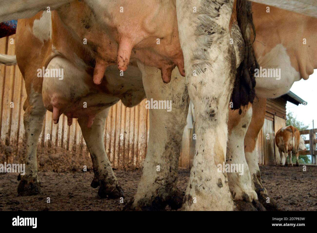 cow udders in a cow shed outlet in the alps Stock Photo - Alamy