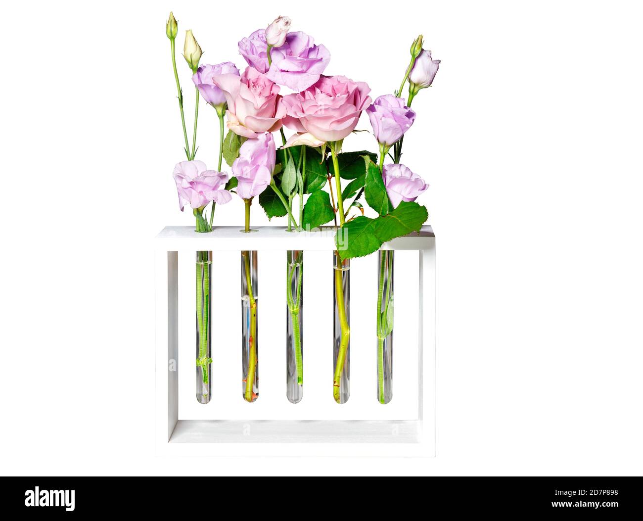 Purple rose buds in glass test tubes on a white wooden stand, isolated ...
