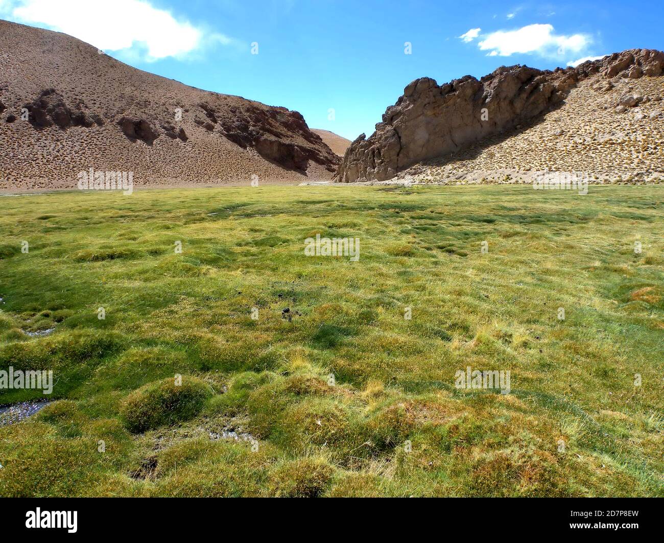 Puna grassland hi-res stock photography and images - Alamy
