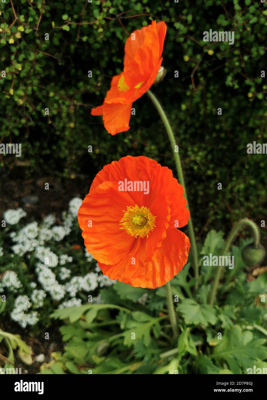 Vertical shot of long-stemmed orange poppies blooming in the garden ...