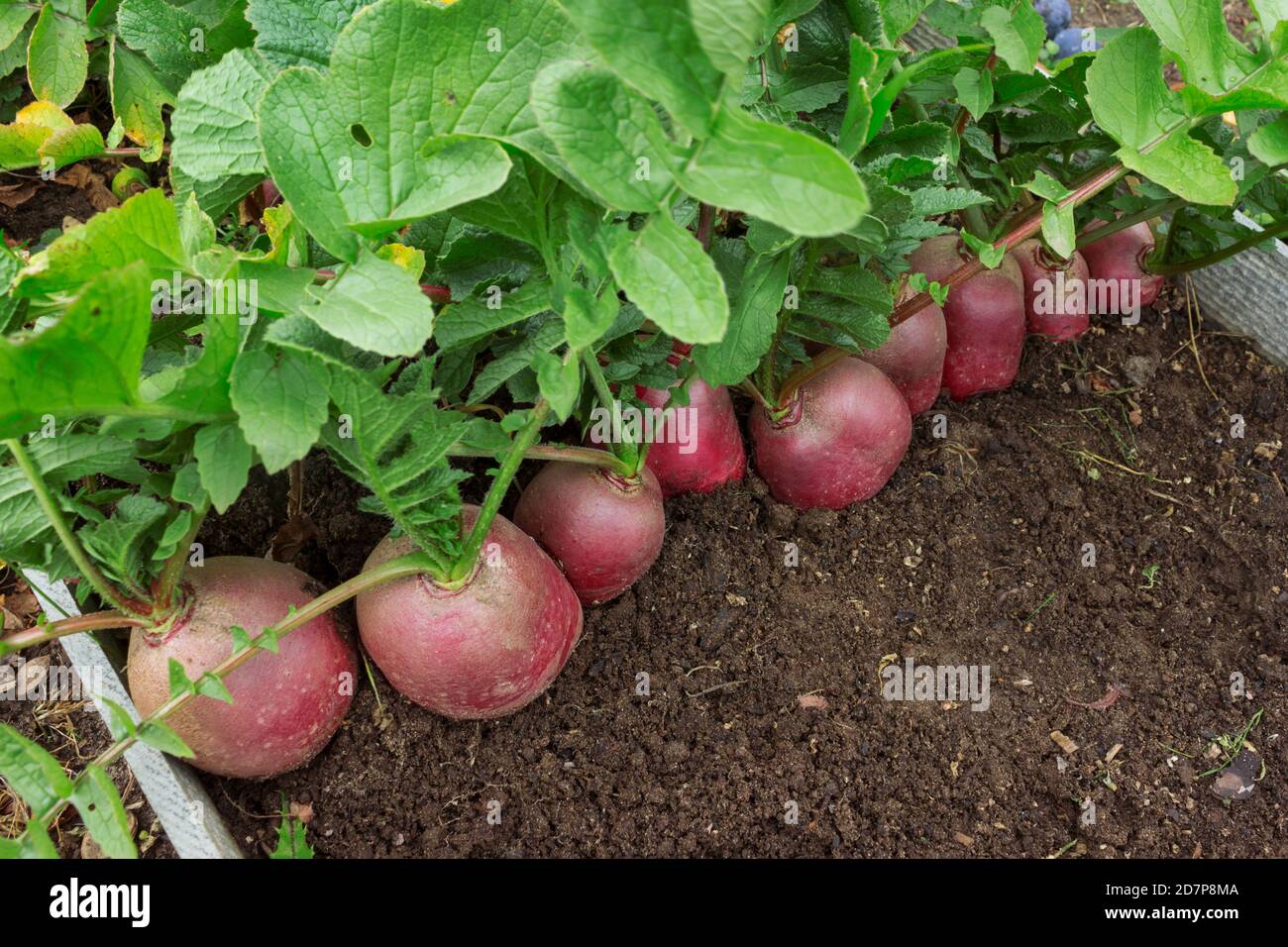 Radishes Growing