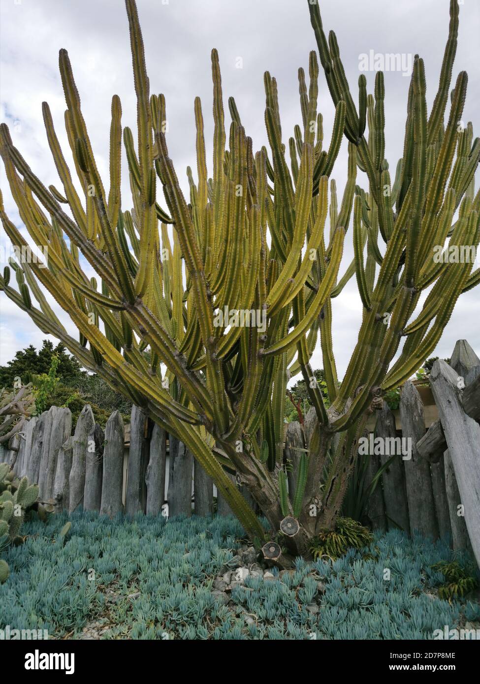 Vertical of euphorbia candelabrum cactus growing a park Stock Photo - Alamy