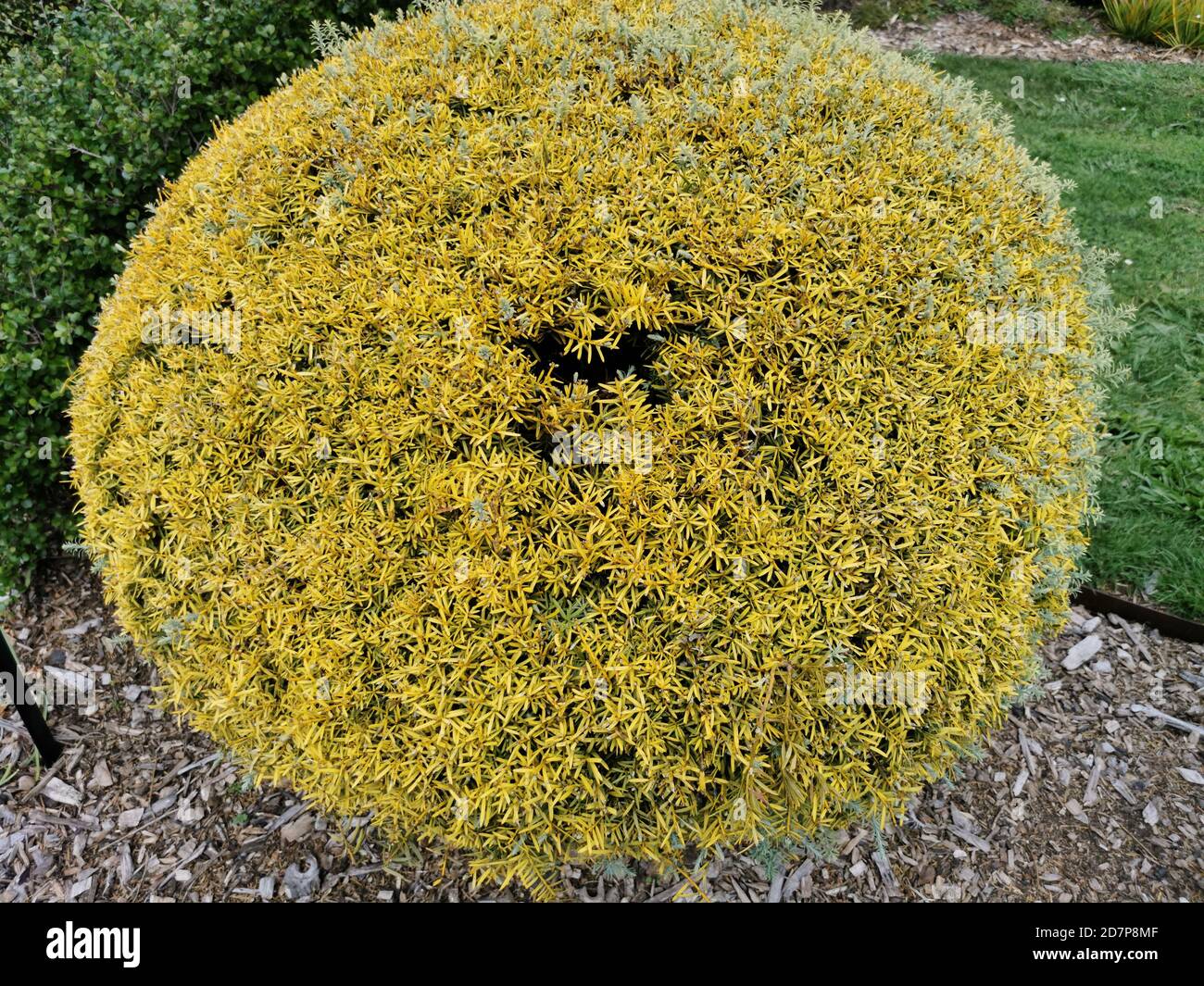 Round shaped bush hi-res stock photography and images - Alamy