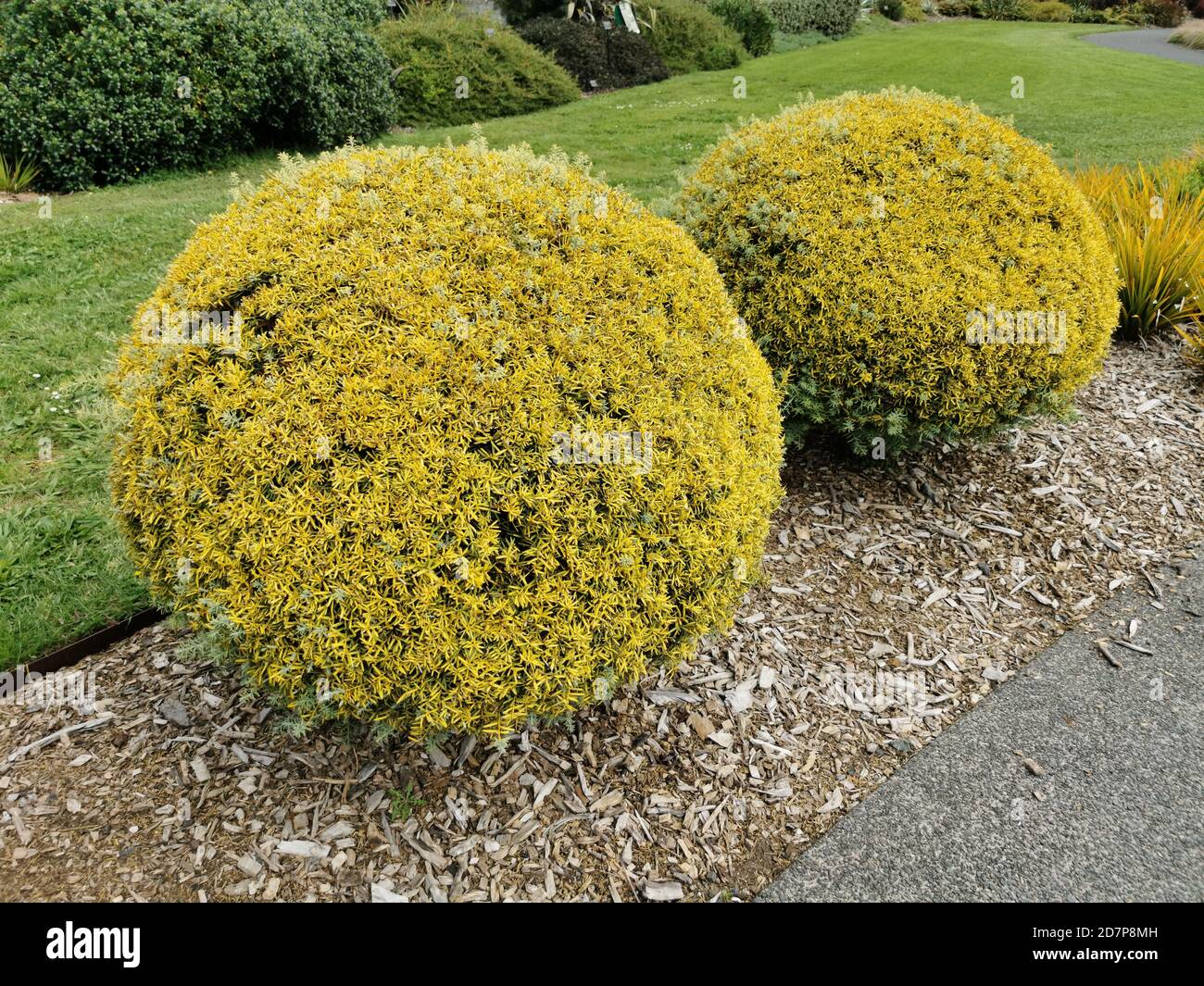 View fo round-shaped bush trimmed in a garden Stock Photo - Alamy