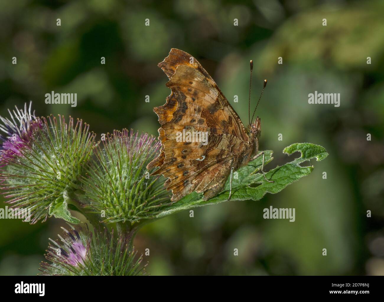 Comma butterfly, Polygonia c-album, settled on burdock, with wings ...