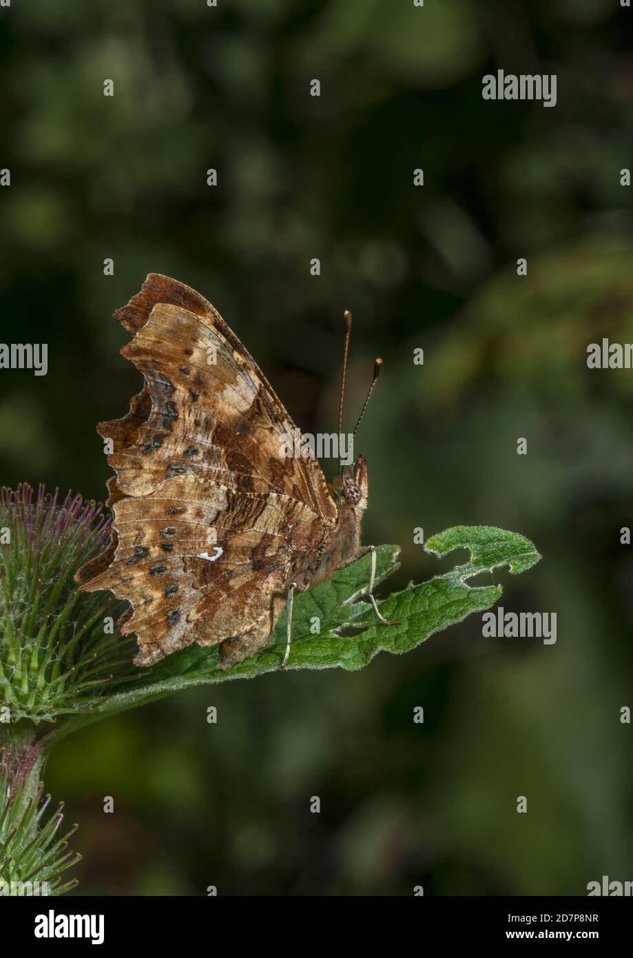 Comma butterfly closed wings hi-res stock photography and images - Alamy