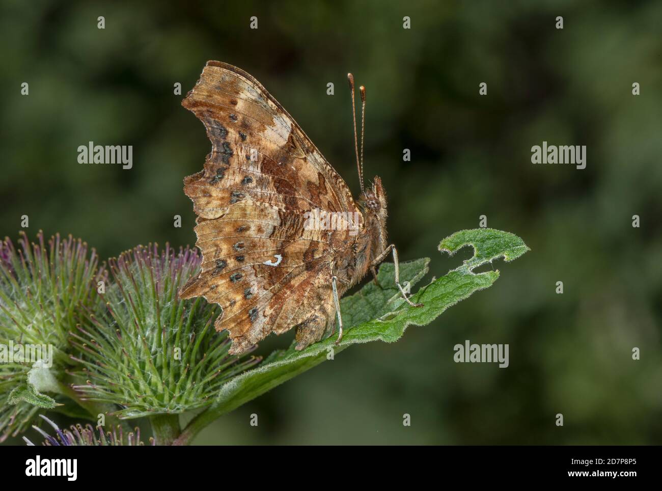 Comma butterfly, Polygonia c-album, settled on burdock, with wings ...