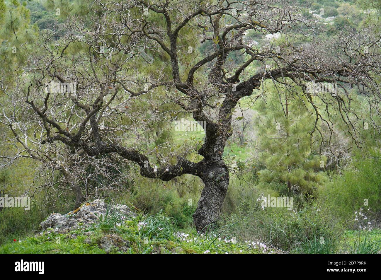 Closeup of a dry willow tree surrounded by green nature and trees ...