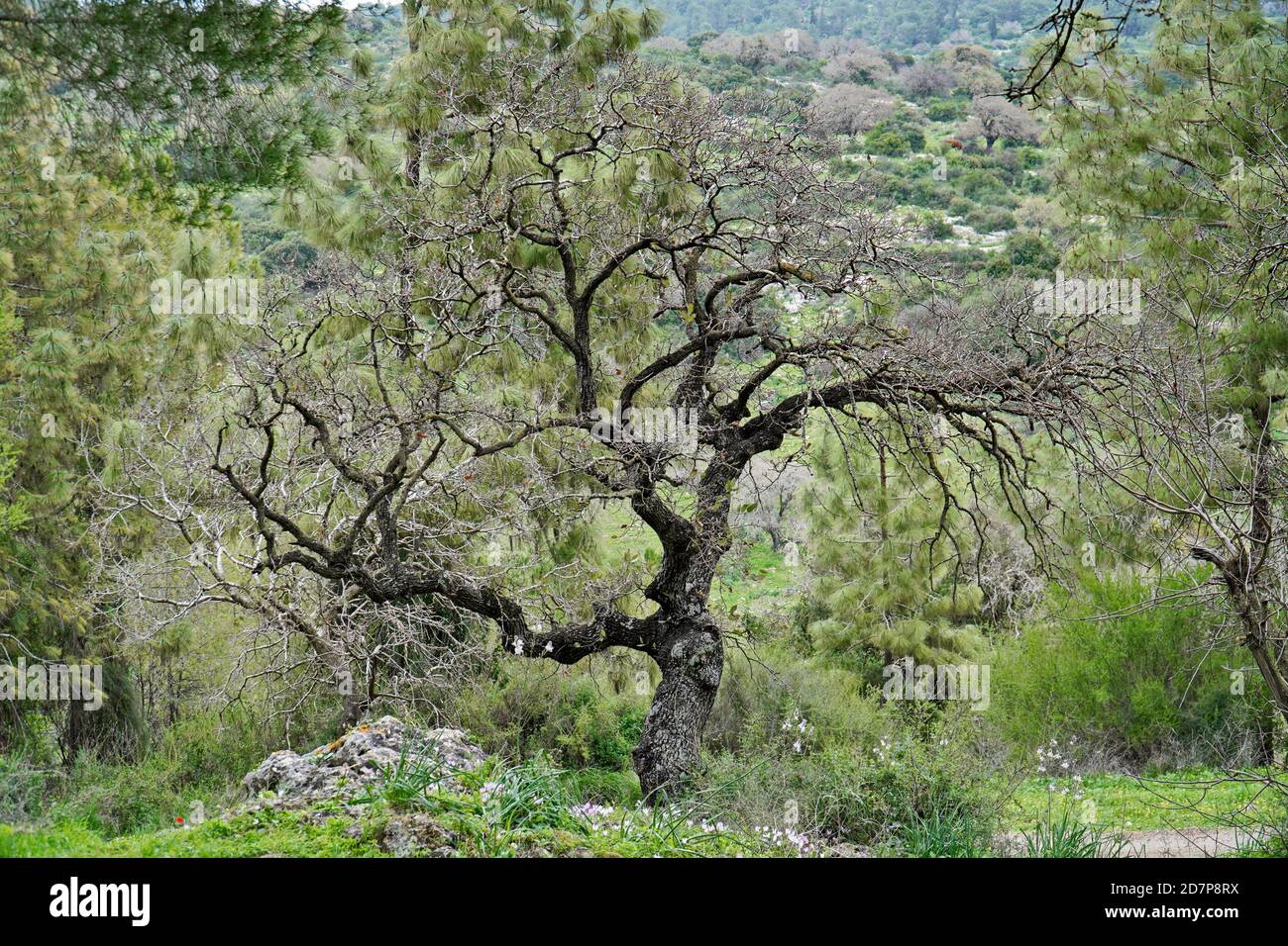 Closeup of a dry willow tree surrounded by green nature and trees ...