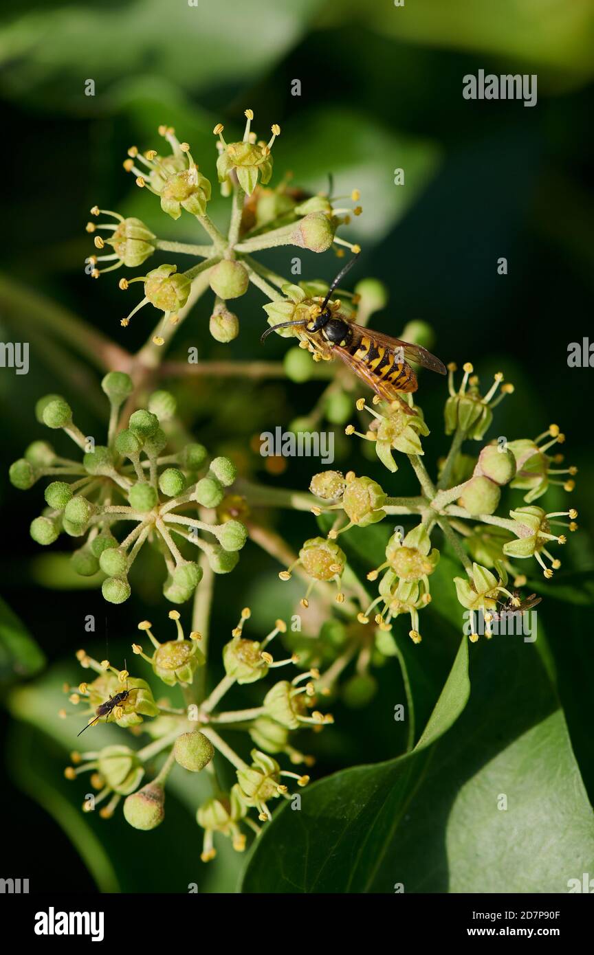 Common wasp home hi-res stock photography and images - Alamy