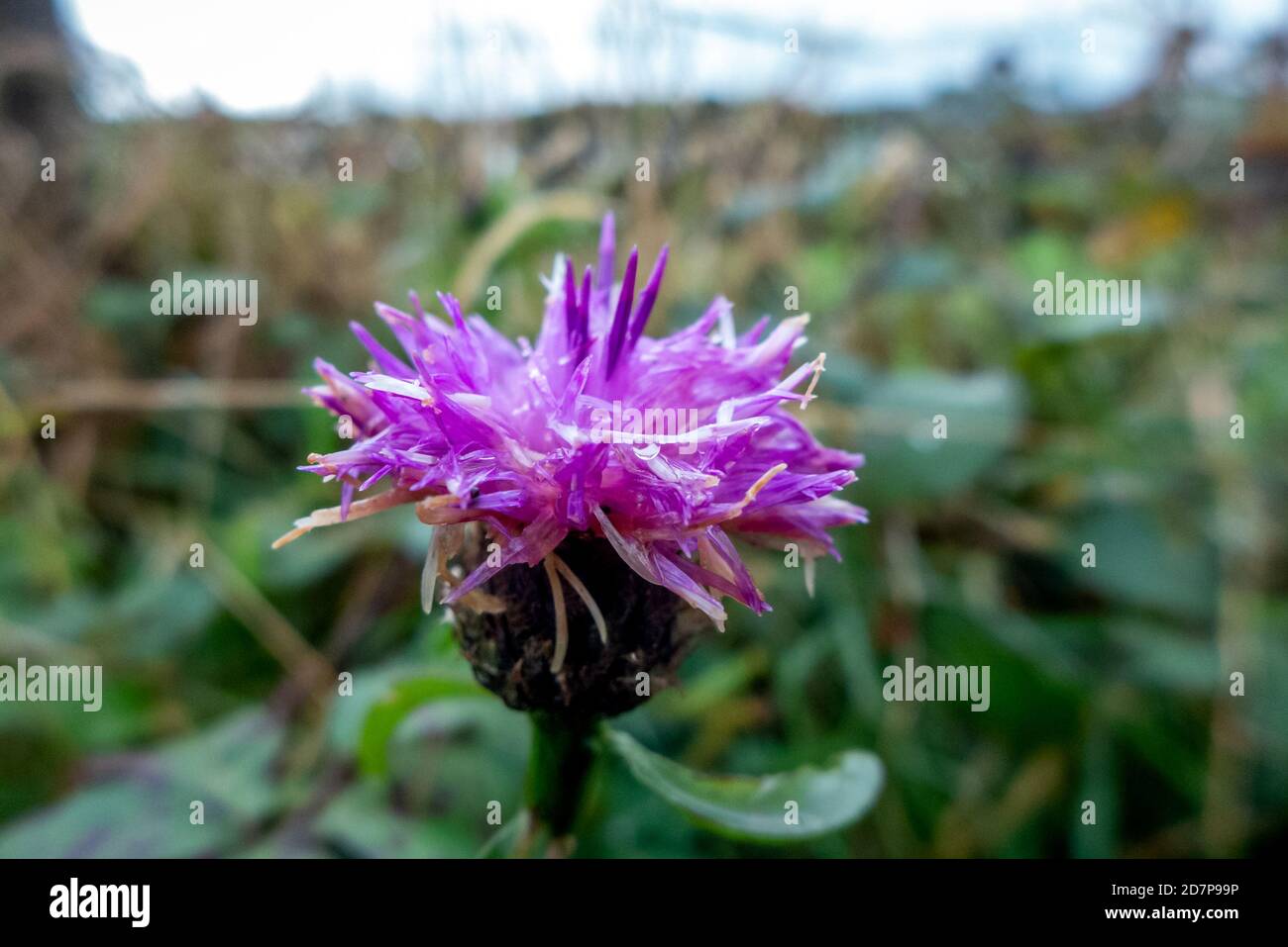 Meeth devon hi-res stock photography and images - Alamy