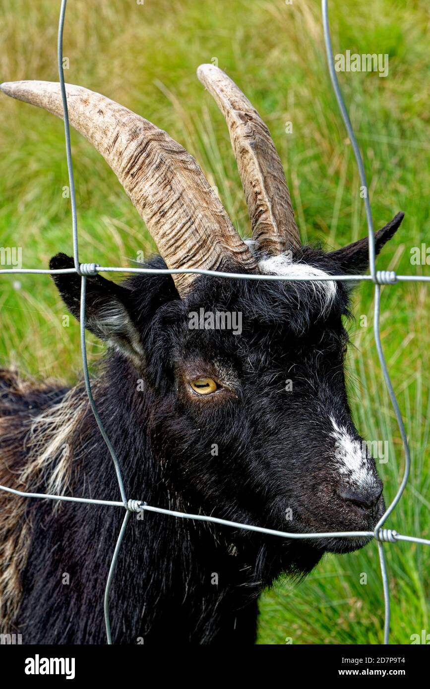 Male feral goat hi-res stock photography and images - Alamy