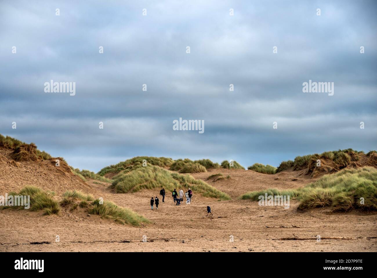 Sand dunes on the beach at Saunton Sands, Devon Stock Photo - Alamy