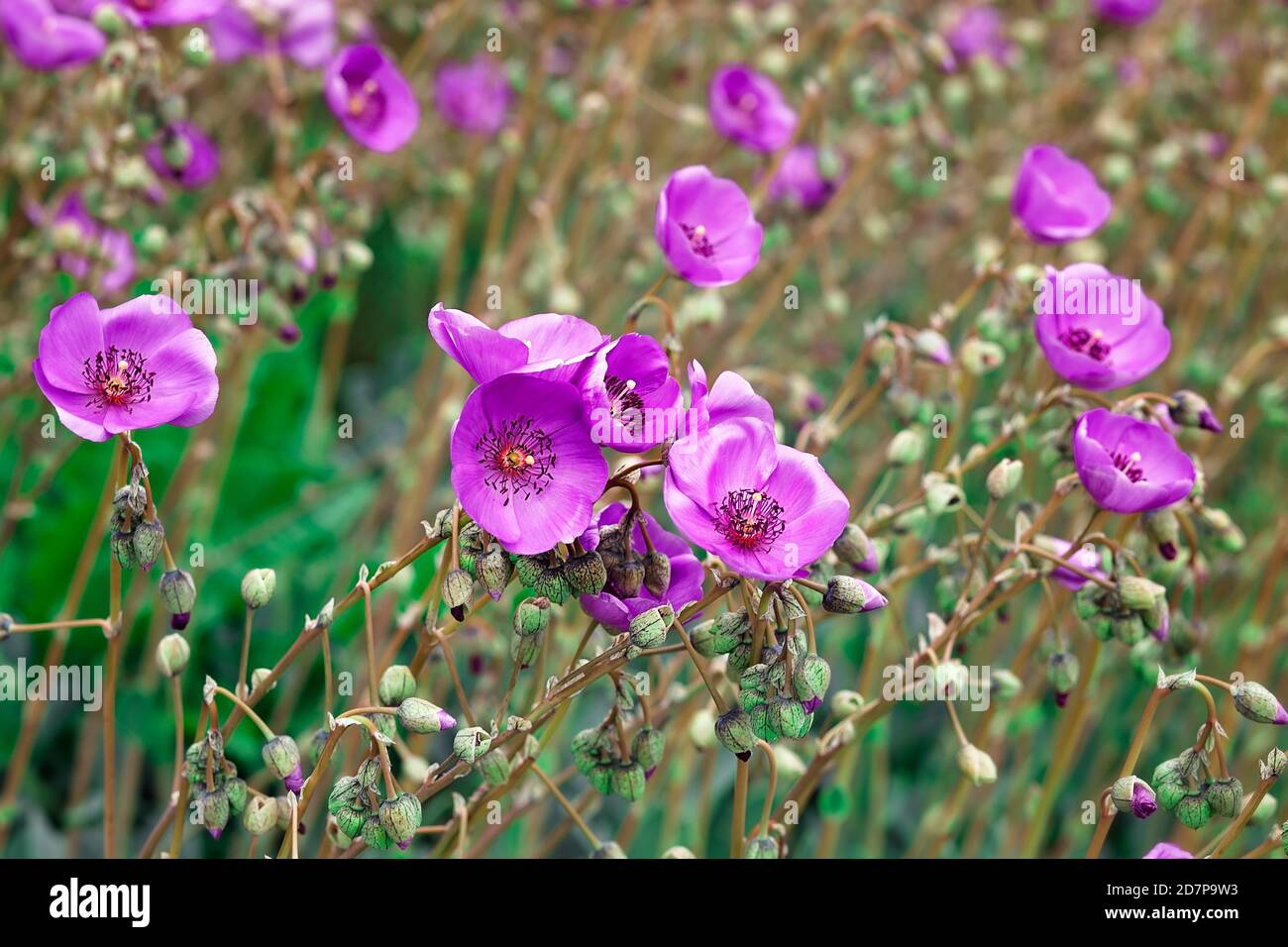 Pink Poppies Growing in a Field in San Francisco's Golden Gate Park ...