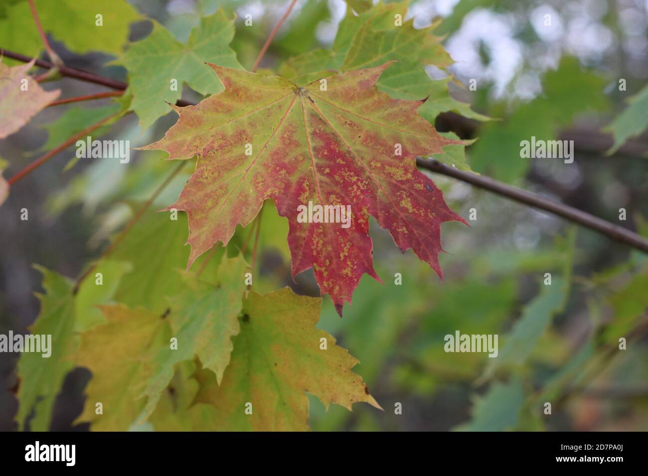 Fall Maple Leaves Stock Photo - Alamy