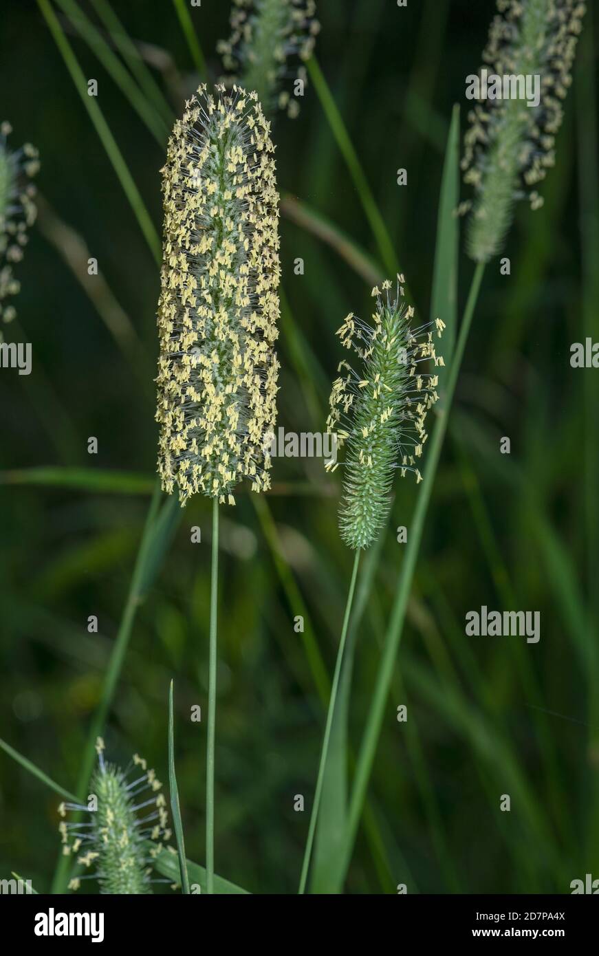 Timothy Grass Identification