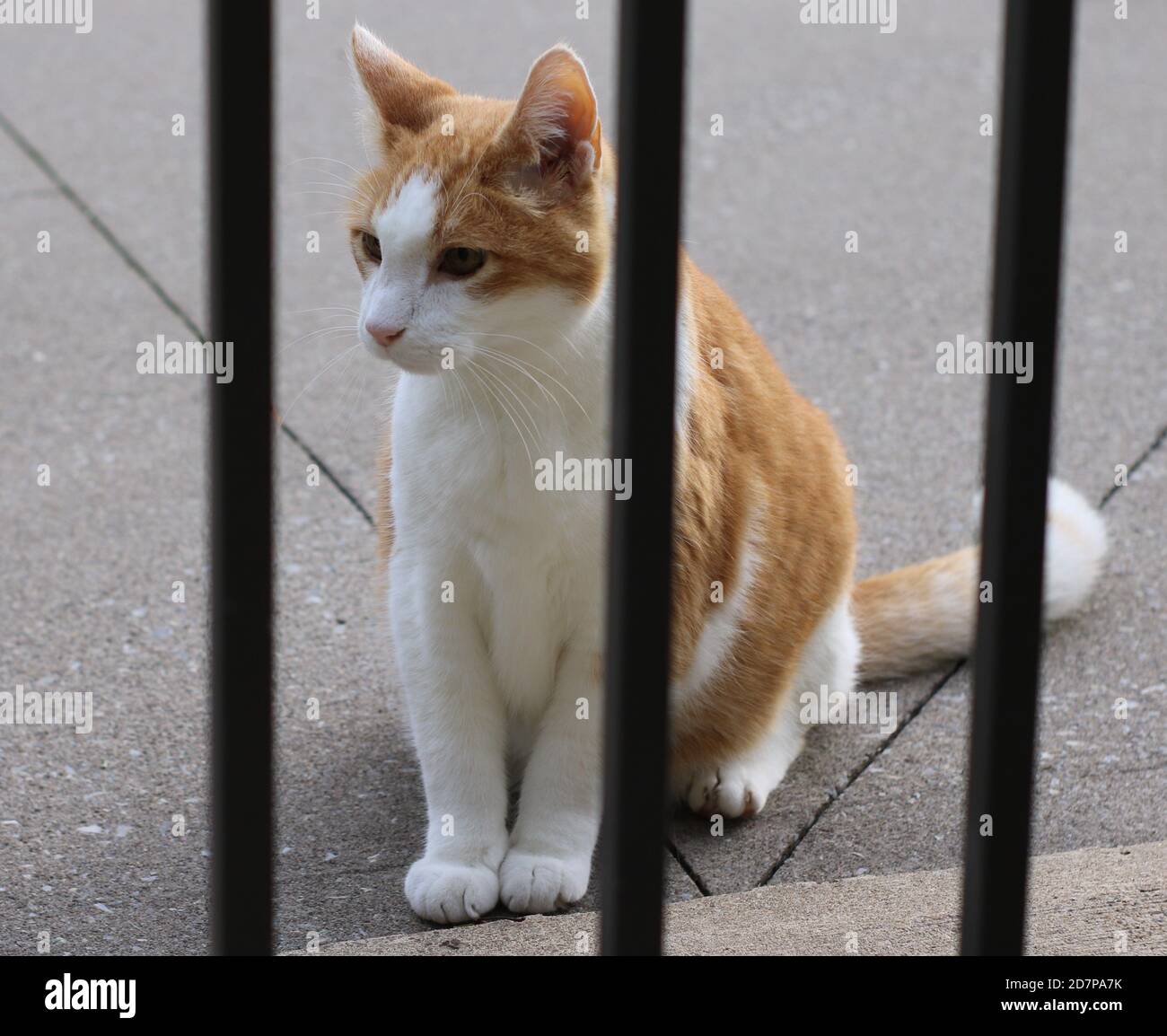 Orange Cat Outside Stock Photo - Alamy