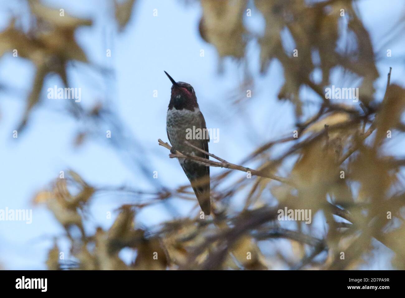 Anna's Hummingbird in Mesa, Arizona Stock Photo - Alamy