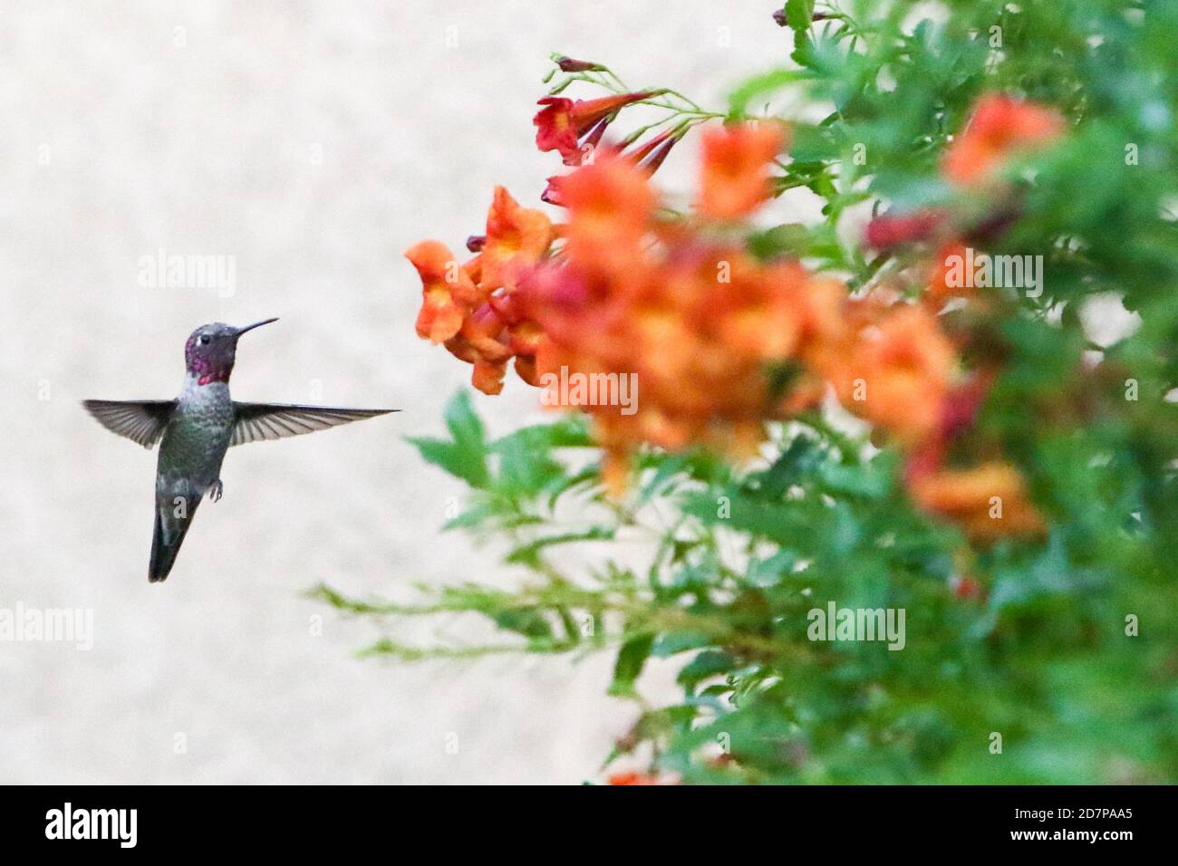 Anna's Hummingbird in Mesa, Arizona Stock Photo - Alamy