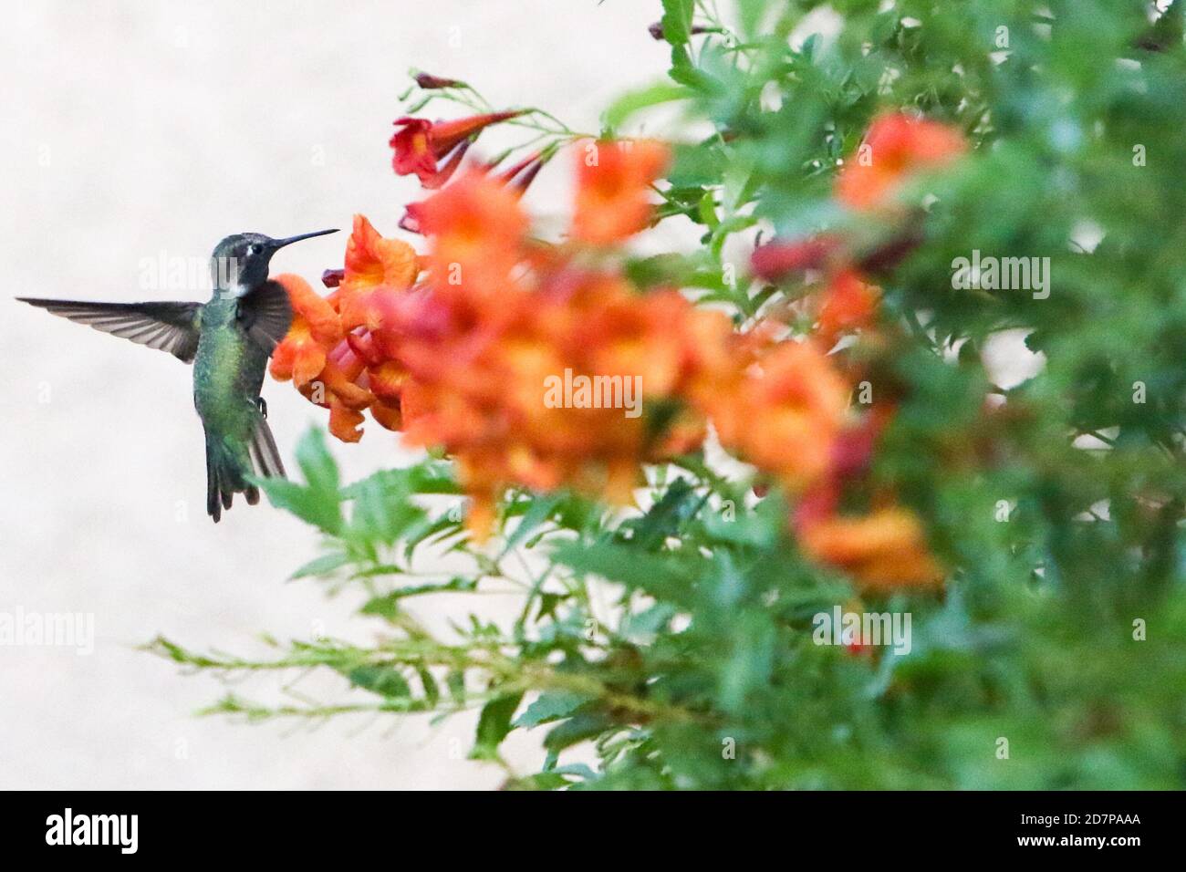 Anna's Hummingbird in Mesa, Arizona Stock Photo - Alamy