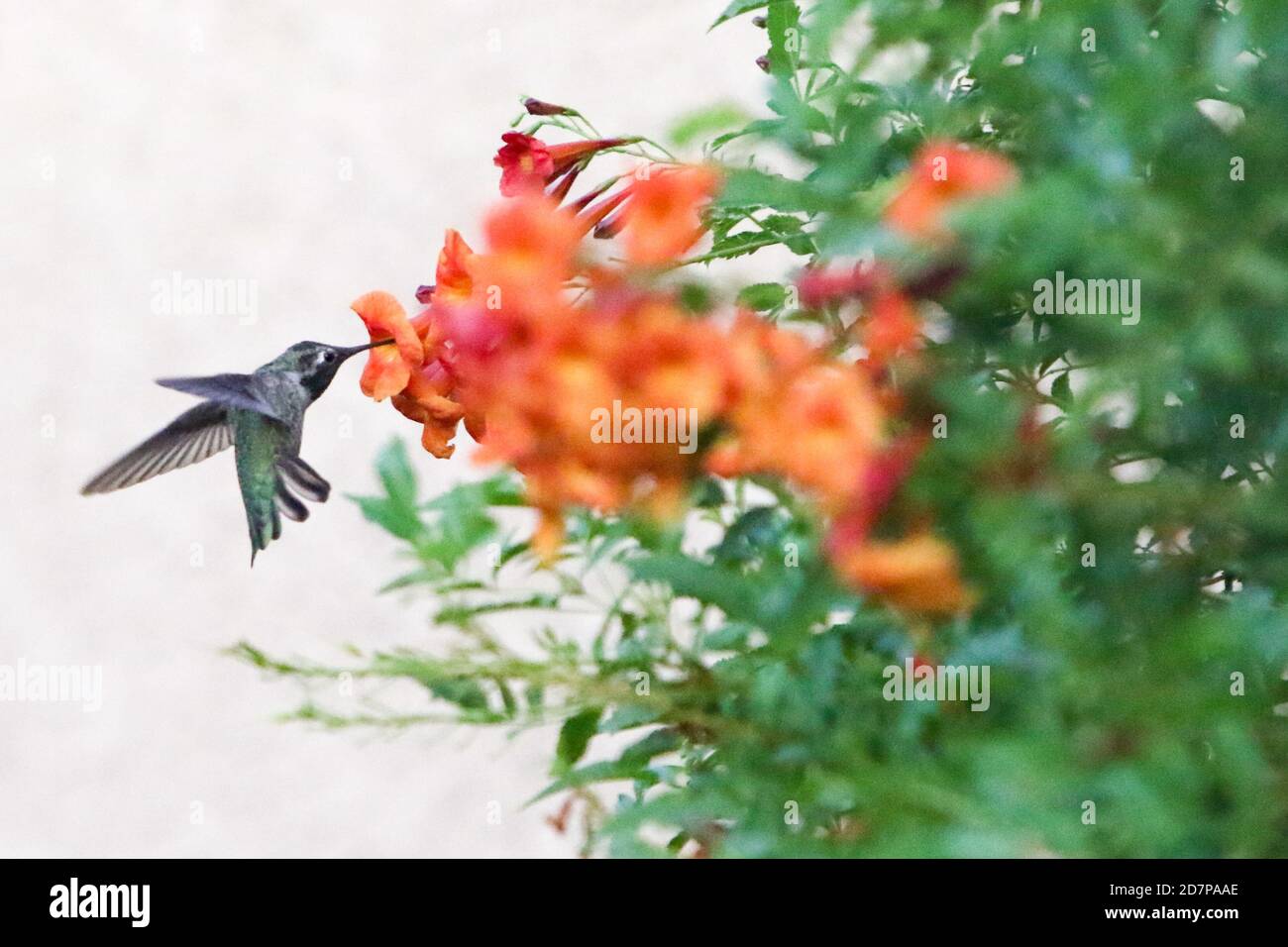 Anna's Hummingbird in Mesa, Arizona Stock Photo - Alamy