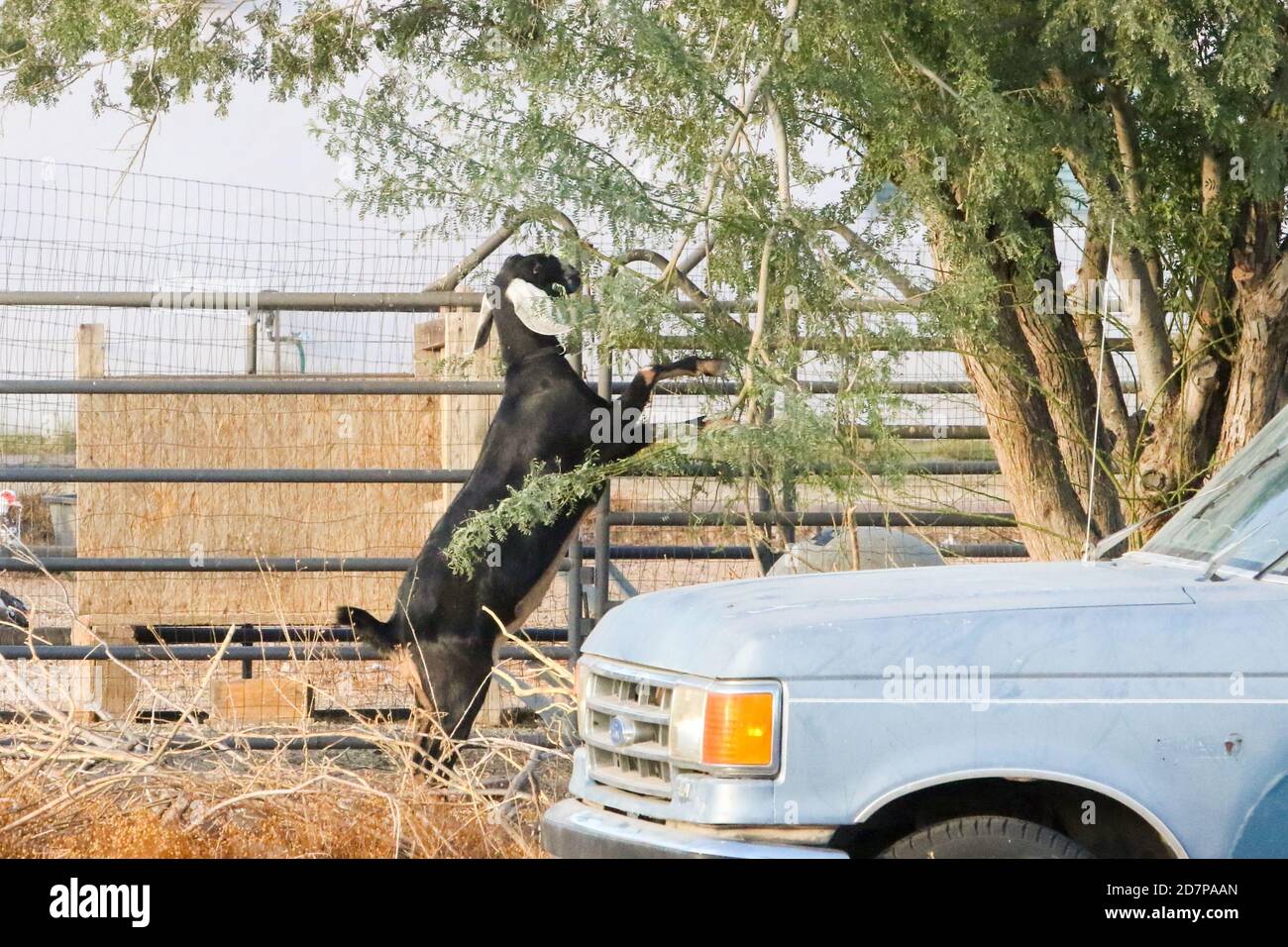 Goat in Mesa, Arizona Stock Photo - Alamy