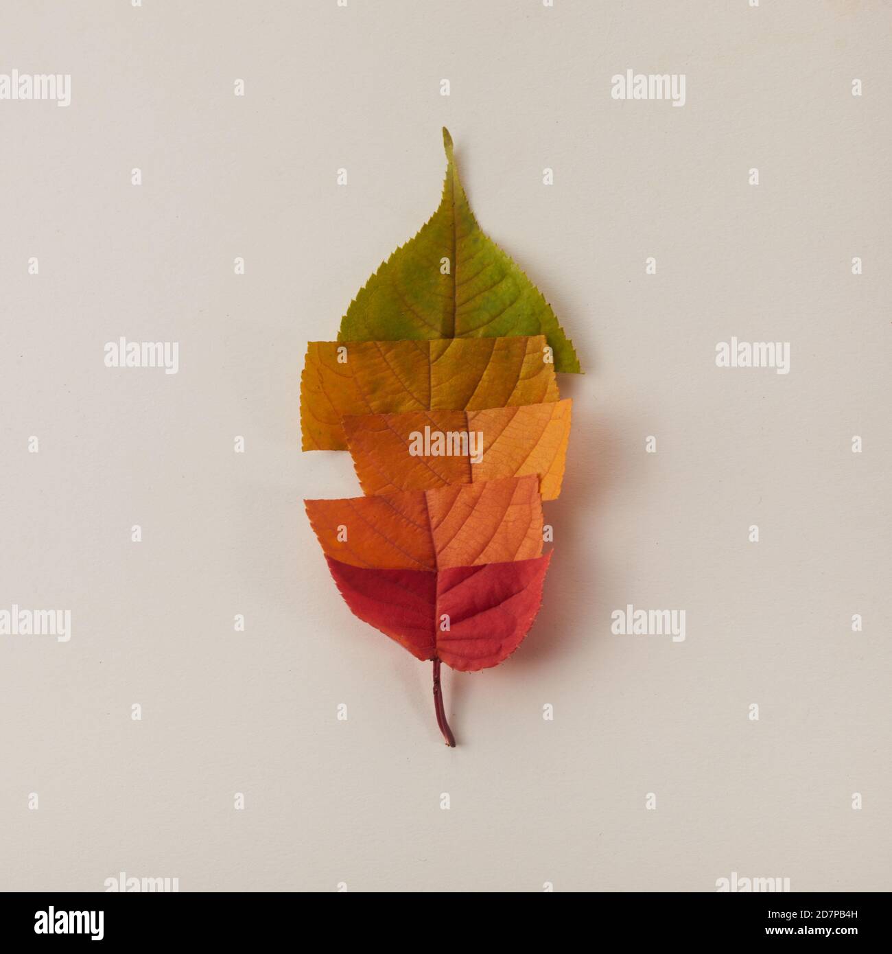 Autumn leaves rainbow color gradient. Autumn season change concept ...