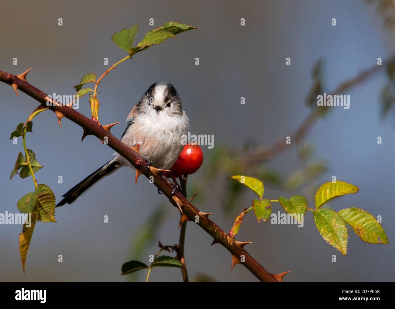 Beautiful Long Tailed Tit in a bramble hedge Stock Photo - Alamy