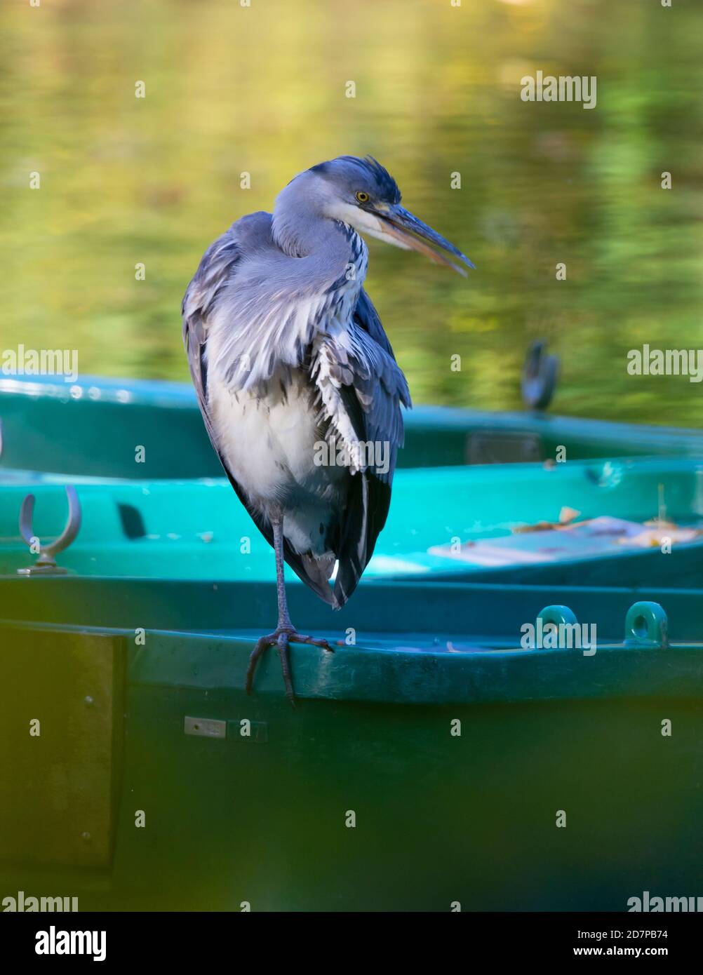 Bird on rowing boat hi-res stock photography and images - Alamy
