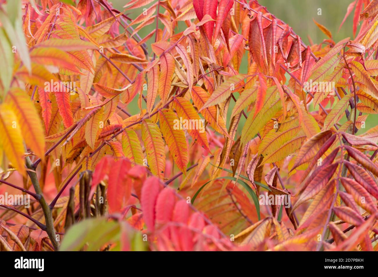 Colorful autumn foliage Stock Photo - Alamy