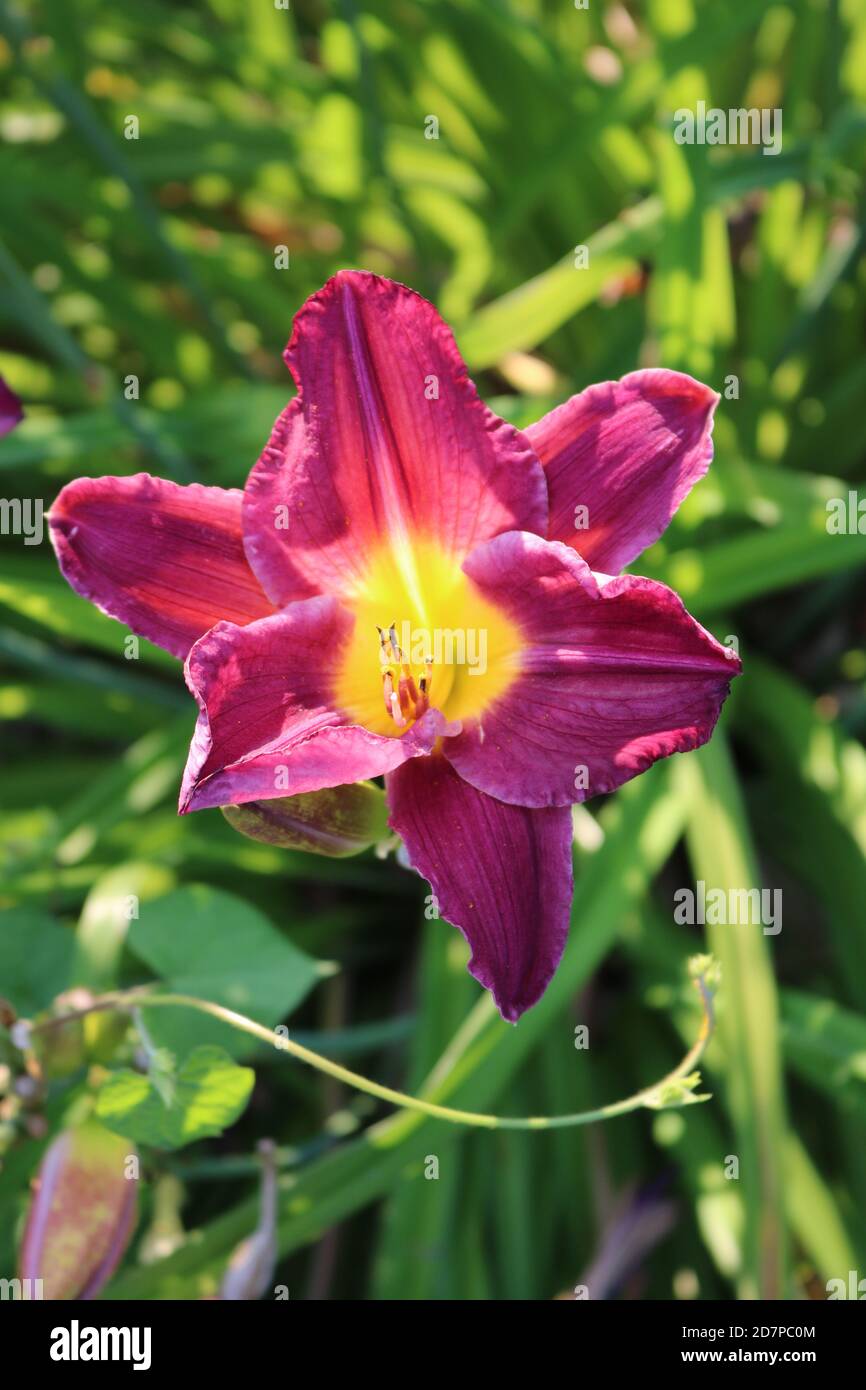 Purple de Oro Daylily Stock Photo - Alamy
