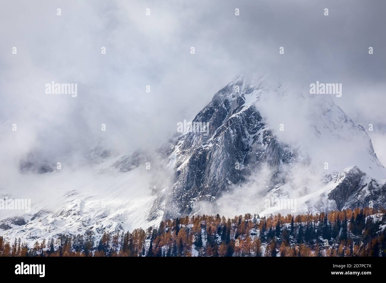 Top view european larch tree hi-res stock photography and images - Alamy