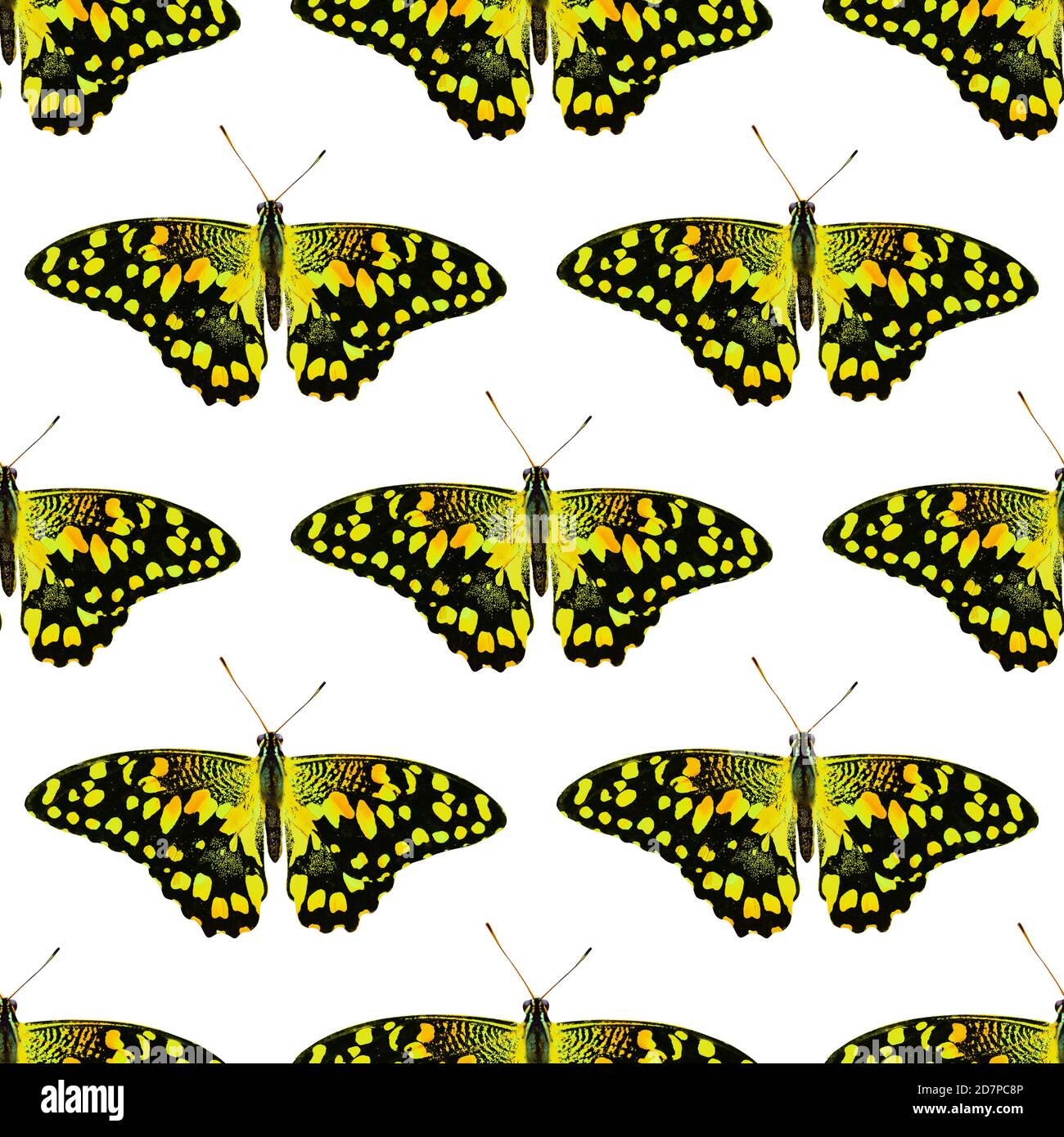 seamless pattern of colored butterflies isolated on white background ...