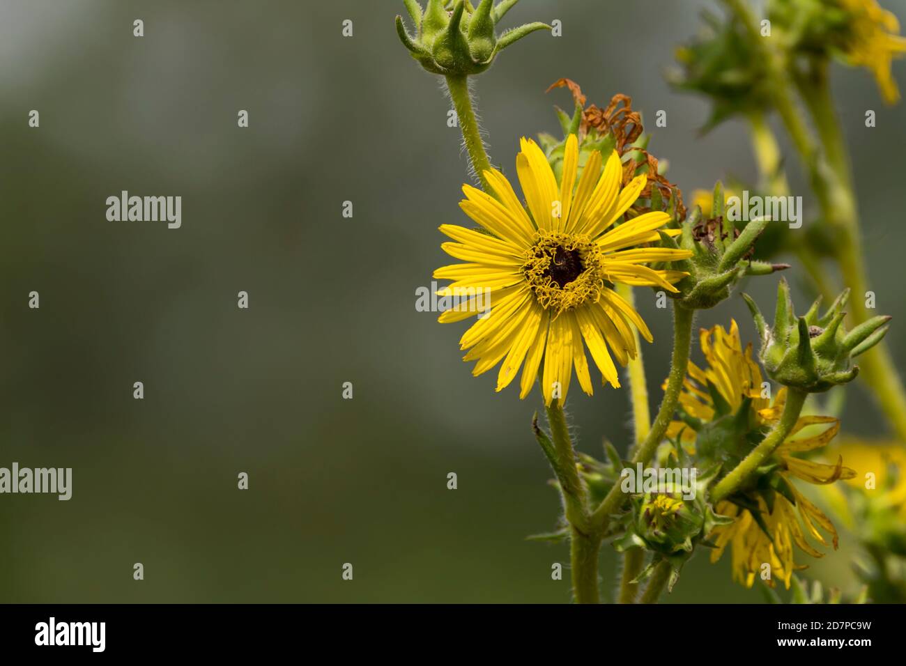 Compass plant hi-res stock photography and images - Alamy